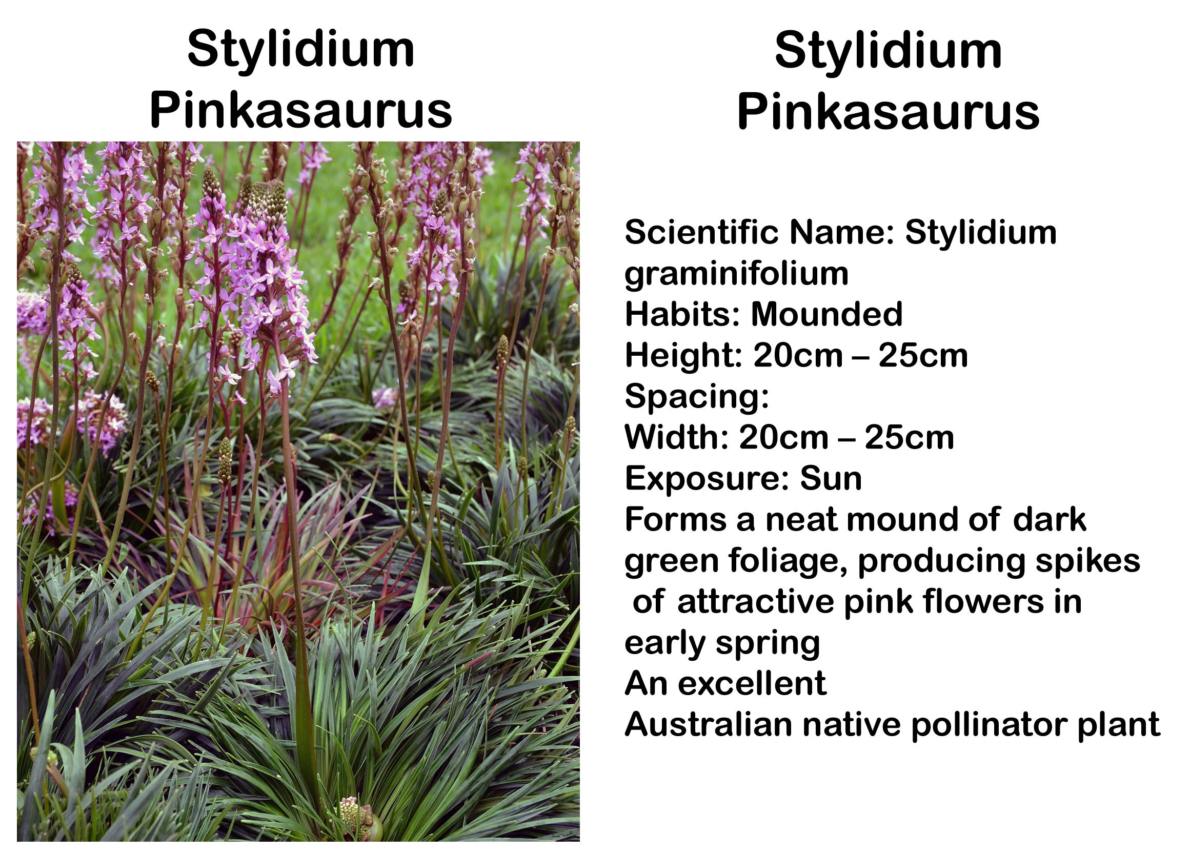 Stylidium Dinosaur Grass Pinkasaurus | SUTTON ROAD NURSERY