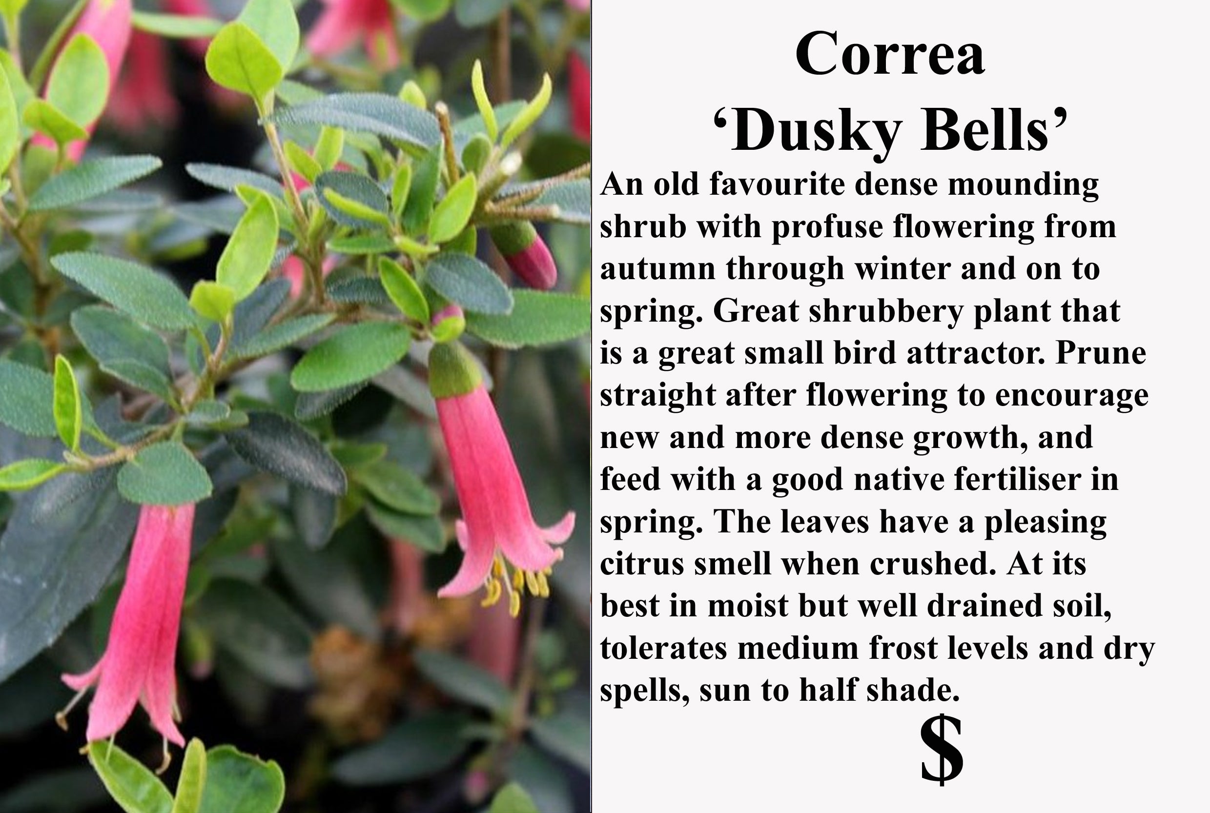 Correa Pulchella X Reflexa Dusky Bells | SUTTON ROAD NURSERY