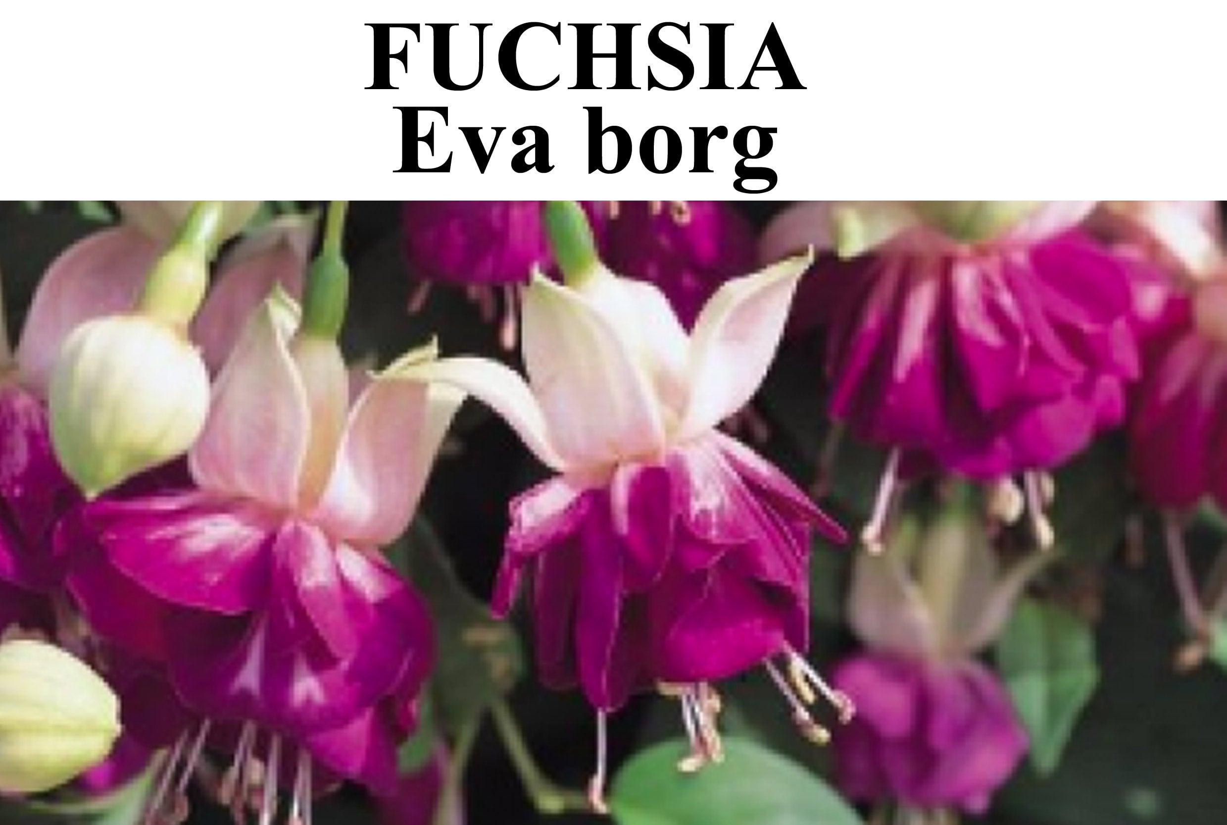 Eva Borg | SUTTON ROAD NURSERY