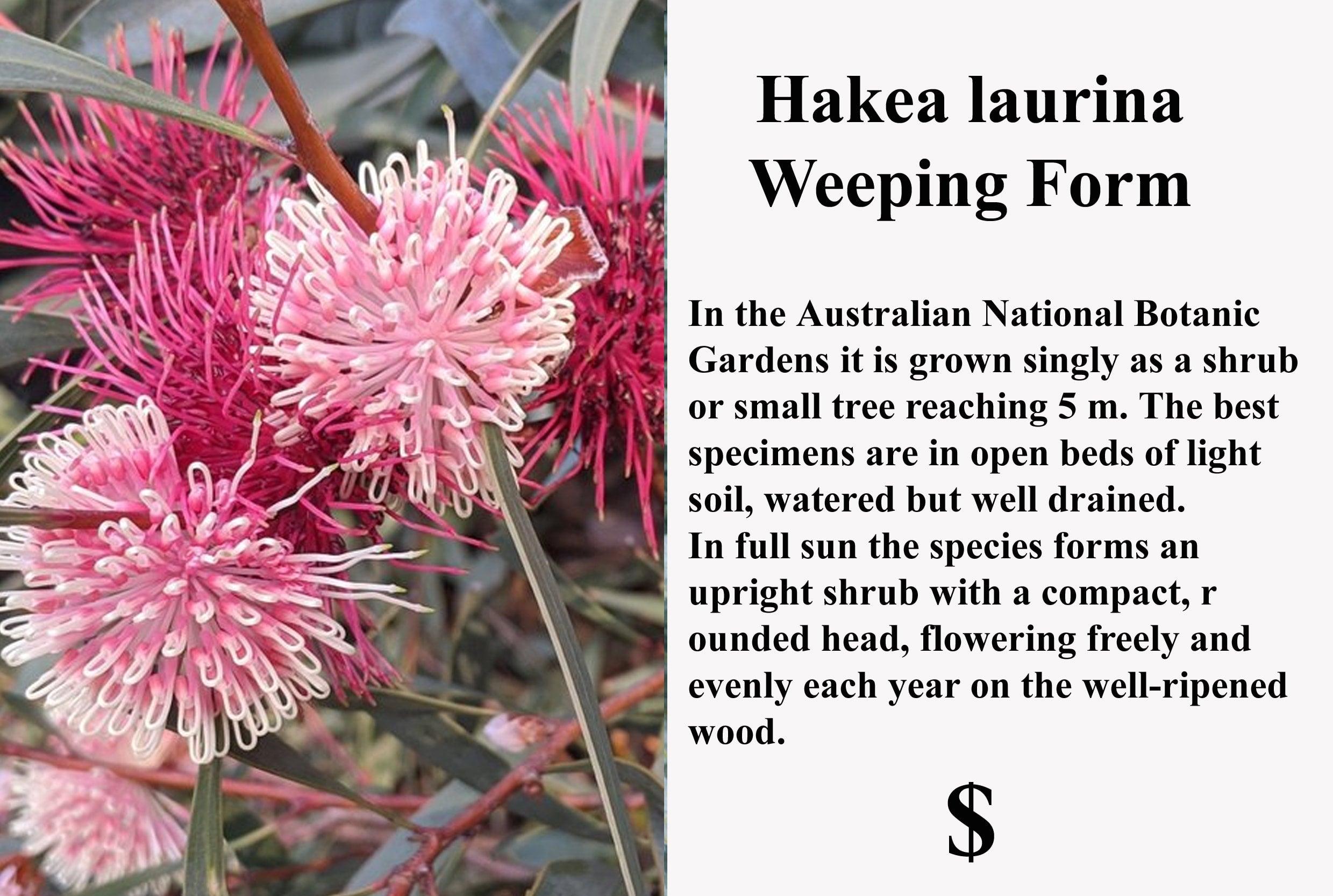Hakea laurina Weeping Form | SUTTON ROAD NURSERY