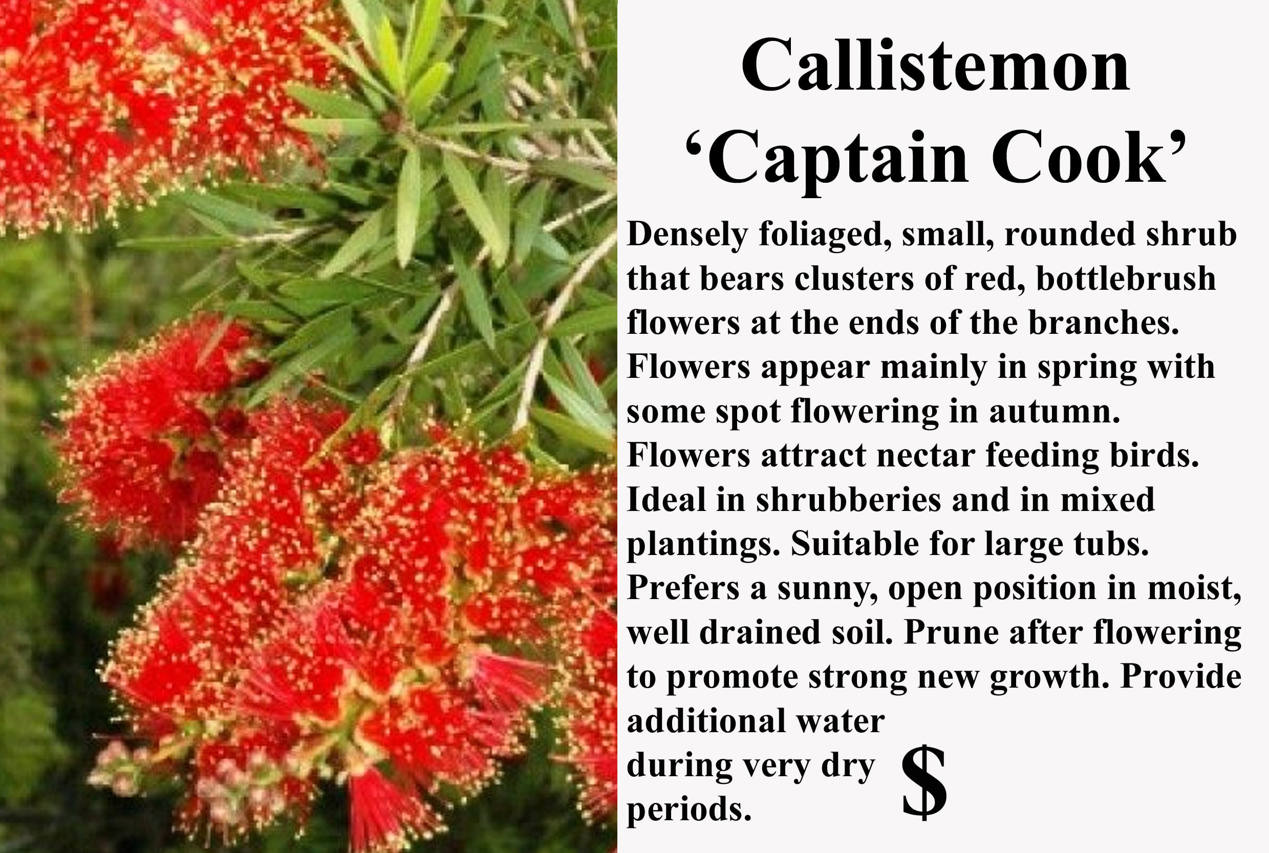 CALLISTEMON CAPTAIN COOK | SUTTON ROAD NURSERY