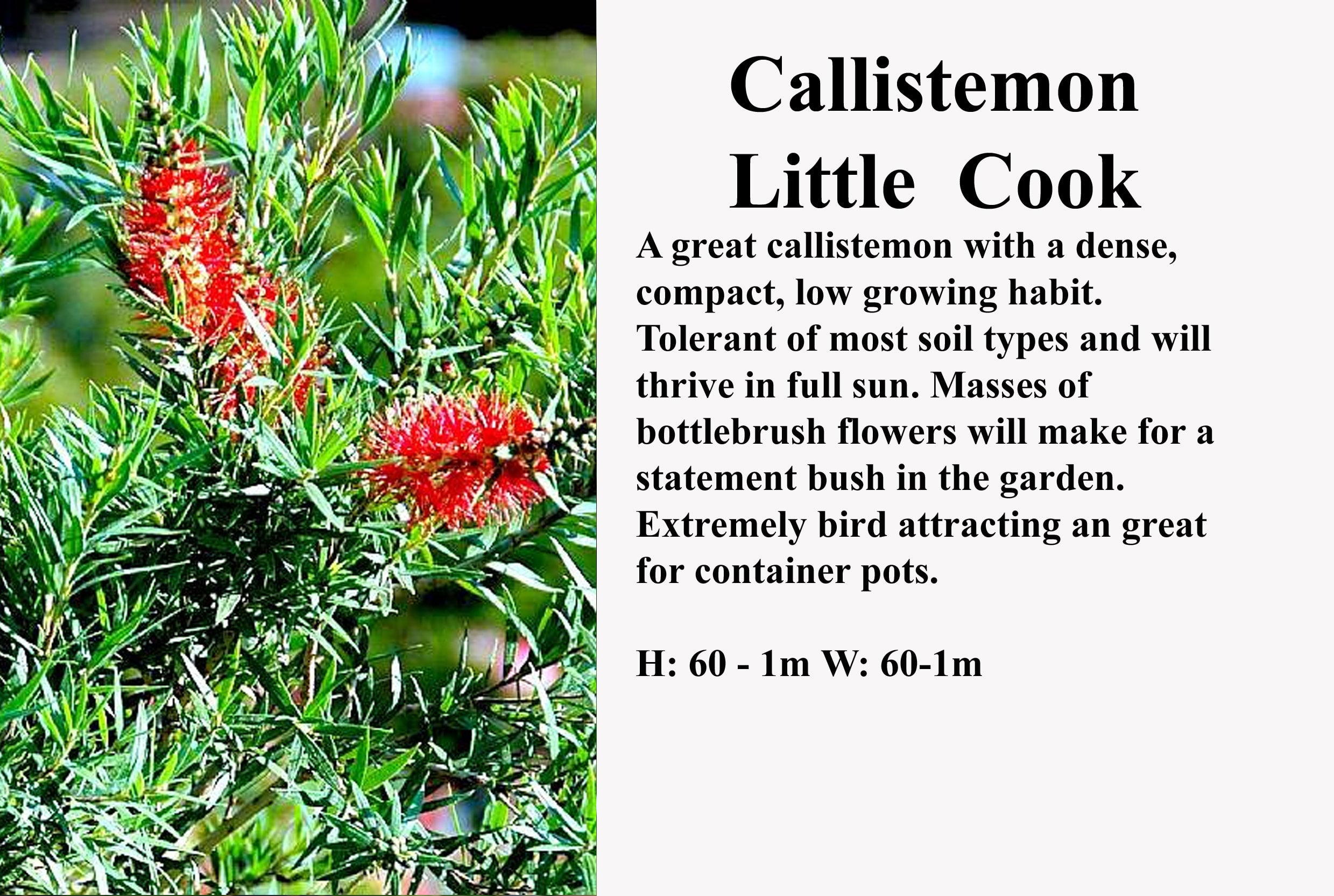Callistemon viminalis Little Cook | SUTTON ROAD NURSERY