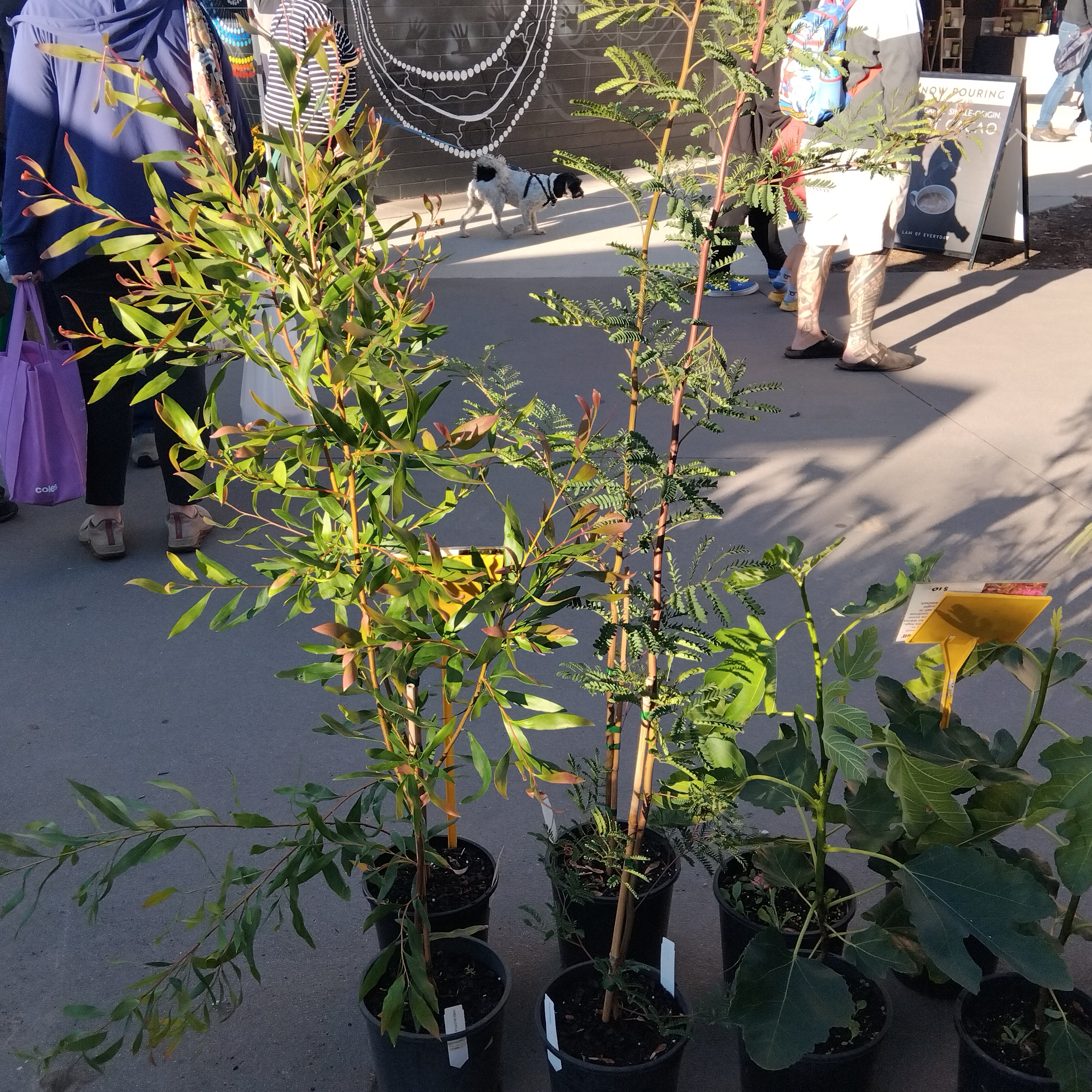 Acacia rubida red stem wattle | SUTTON ROAD NURSERY