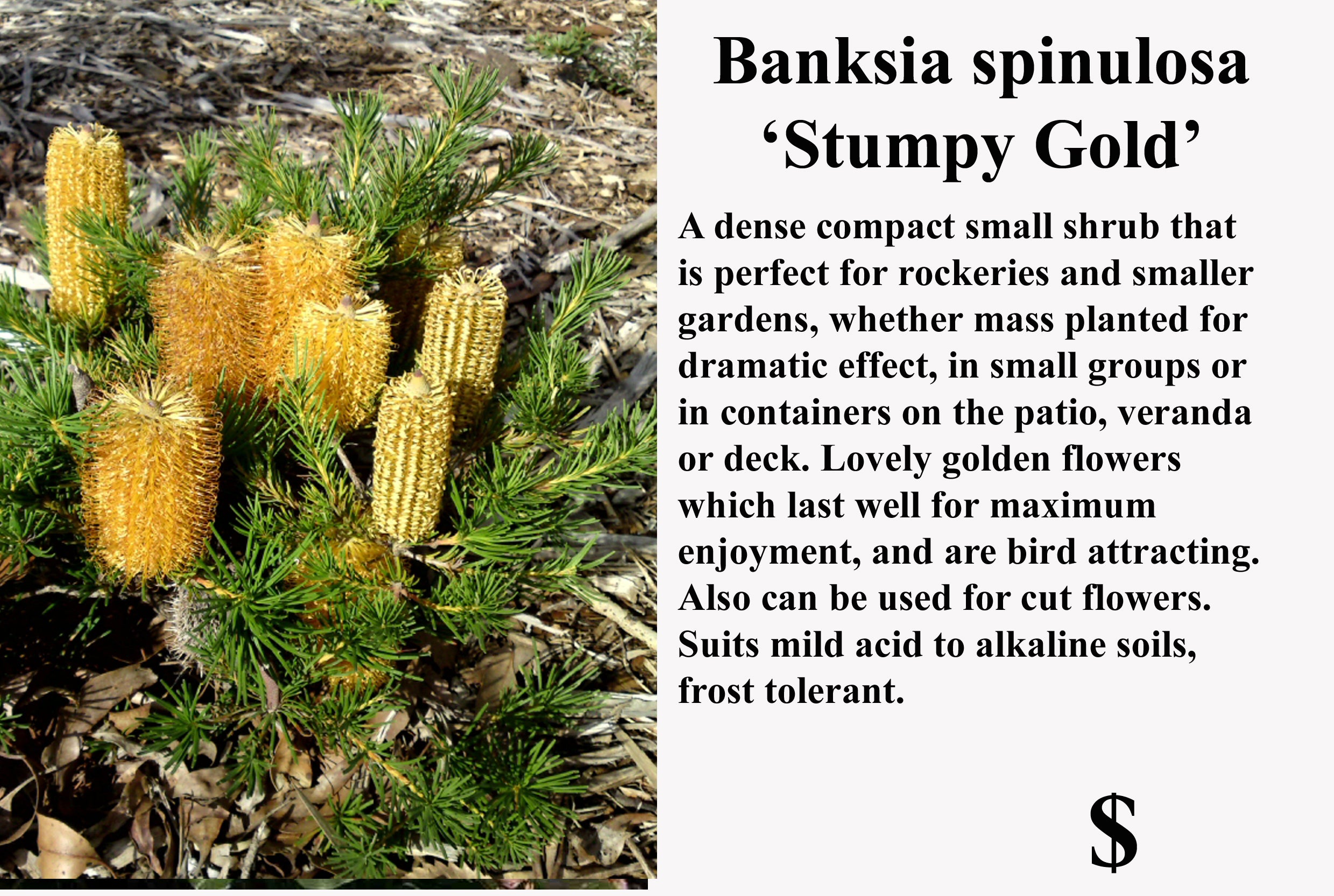 Banksia Stumpy Gold | SUTTON ROAD NURSERY