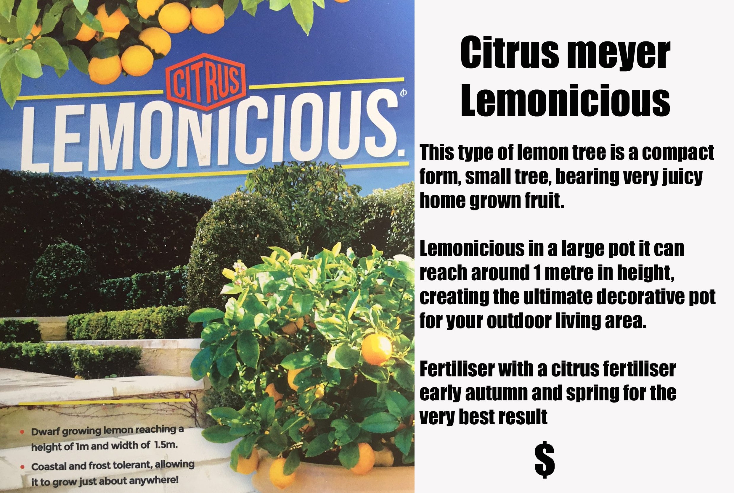 Citrus meyer Lemonicious | SUTTON ROAD NURSERY
