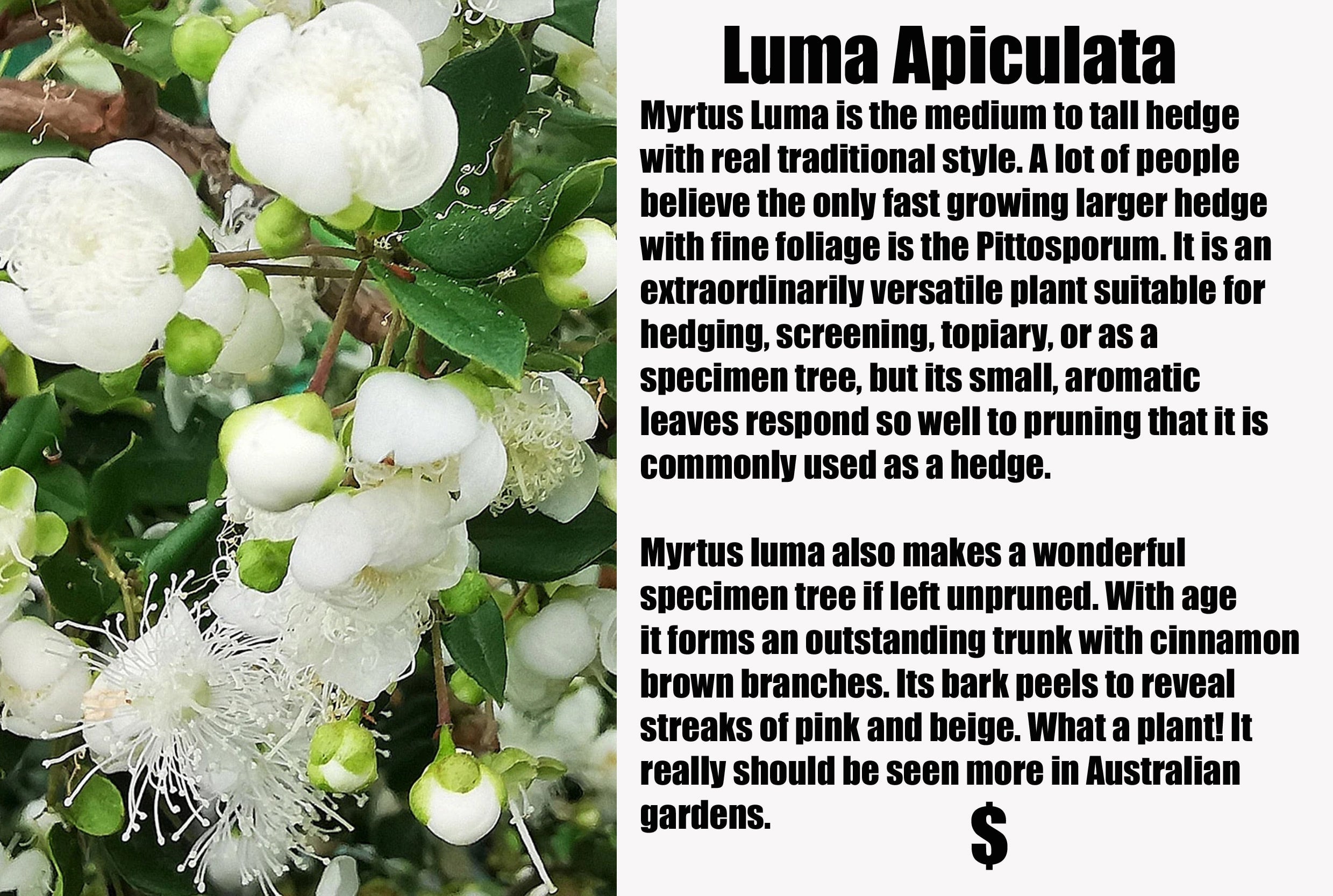 Luma Apiculata | SUTTON ROAD NURSERY