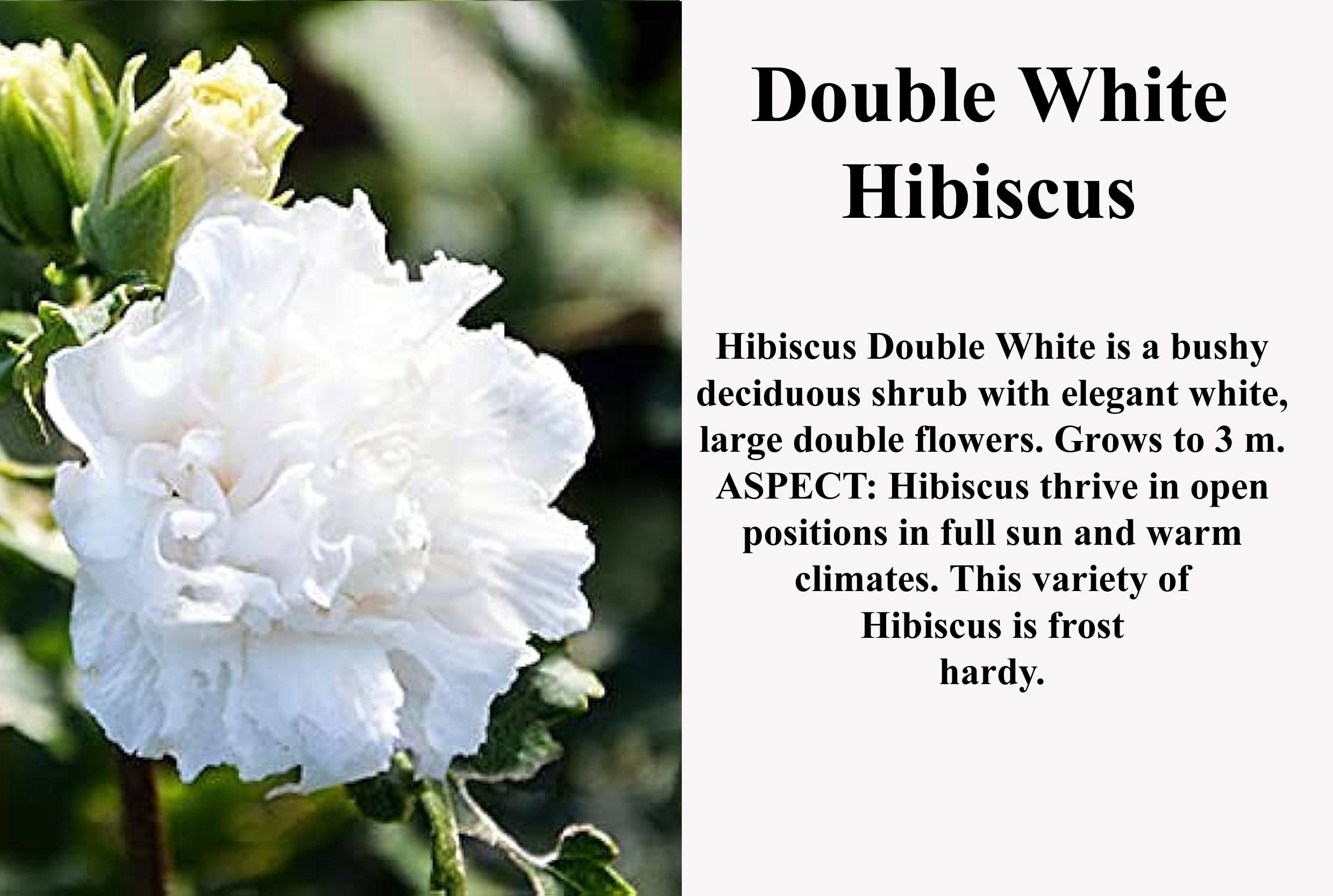 Hibiscus double white | SUTTON ROAD NURSERY