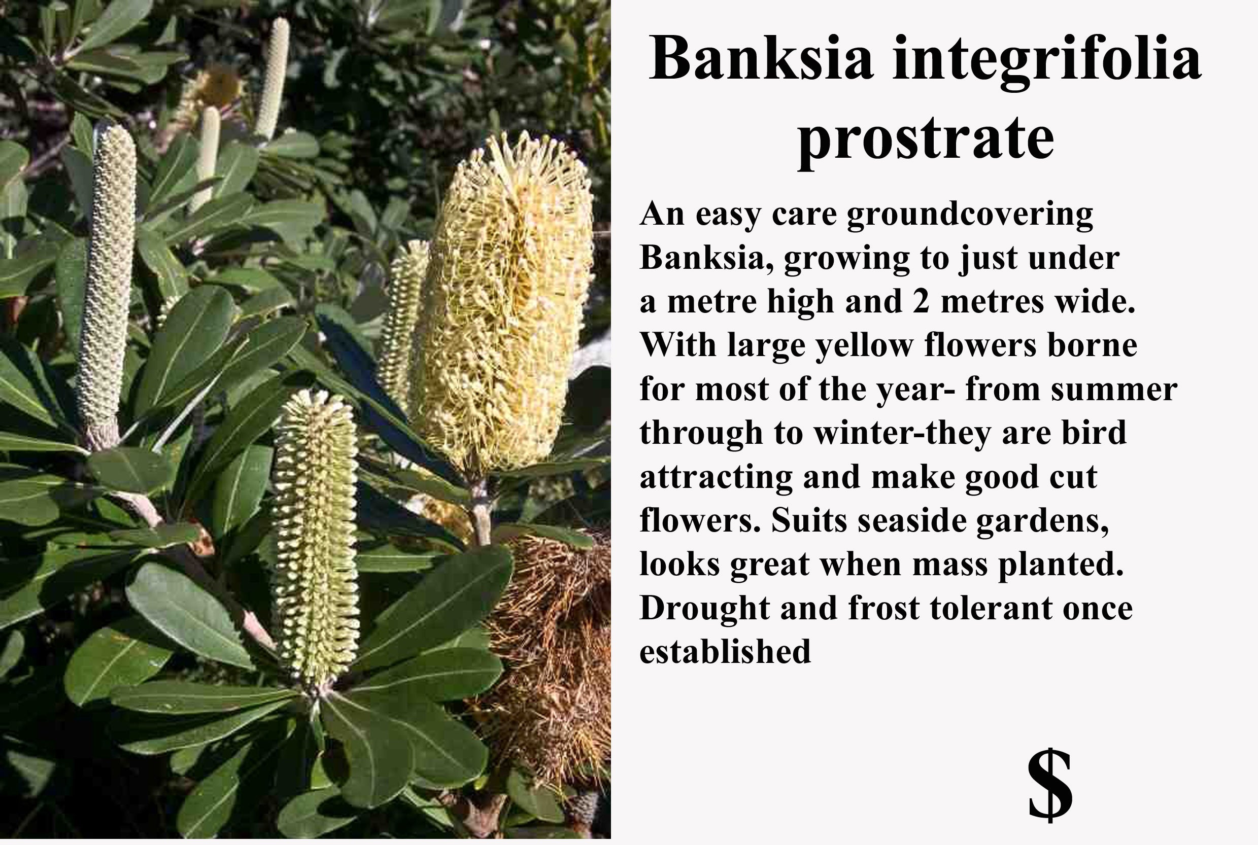 Banksia integrifolia prostrate | SUTTON ROAD NURSERY