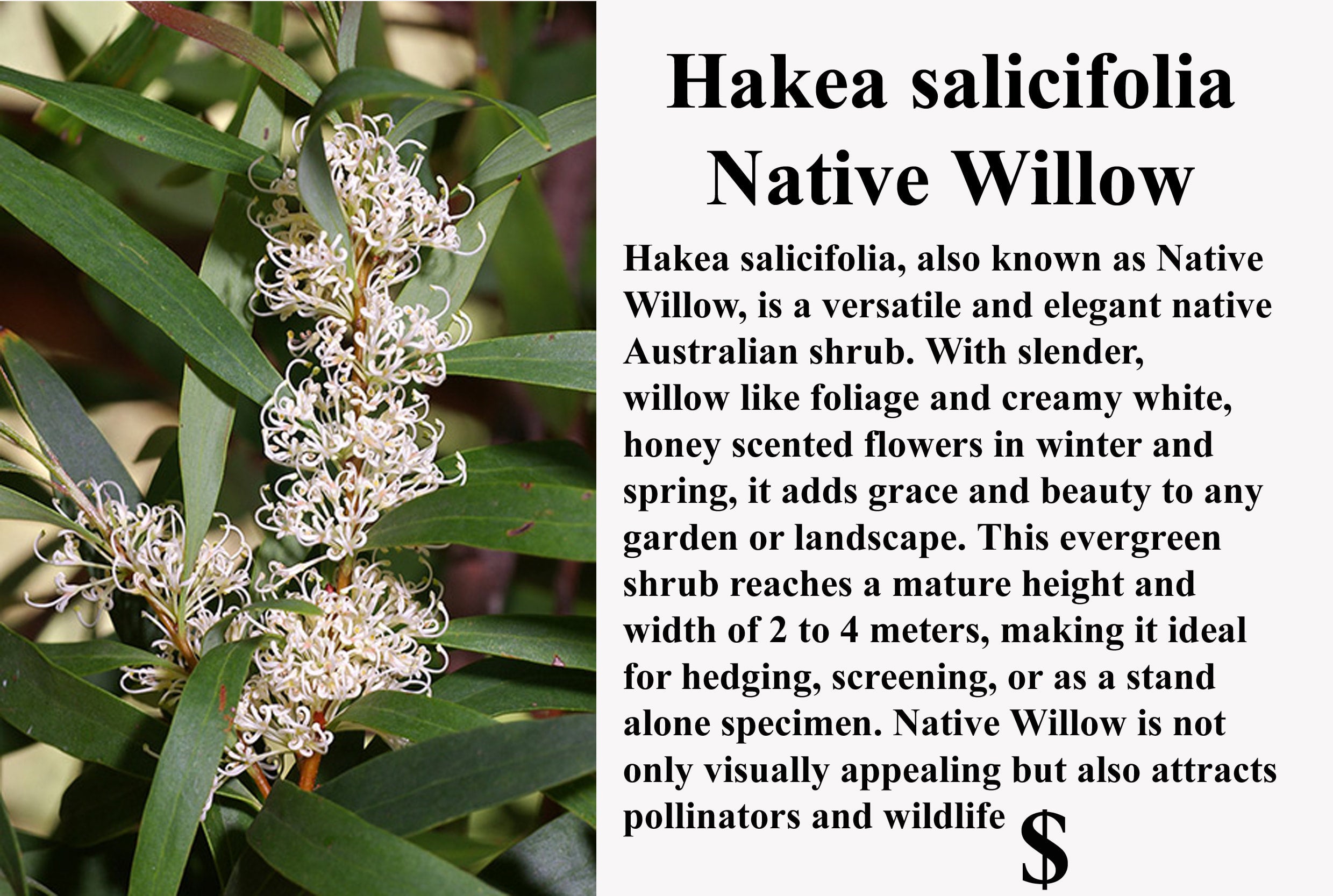 Hakea salicifolia Native Willow | SUTTON ROAD NURSERY
