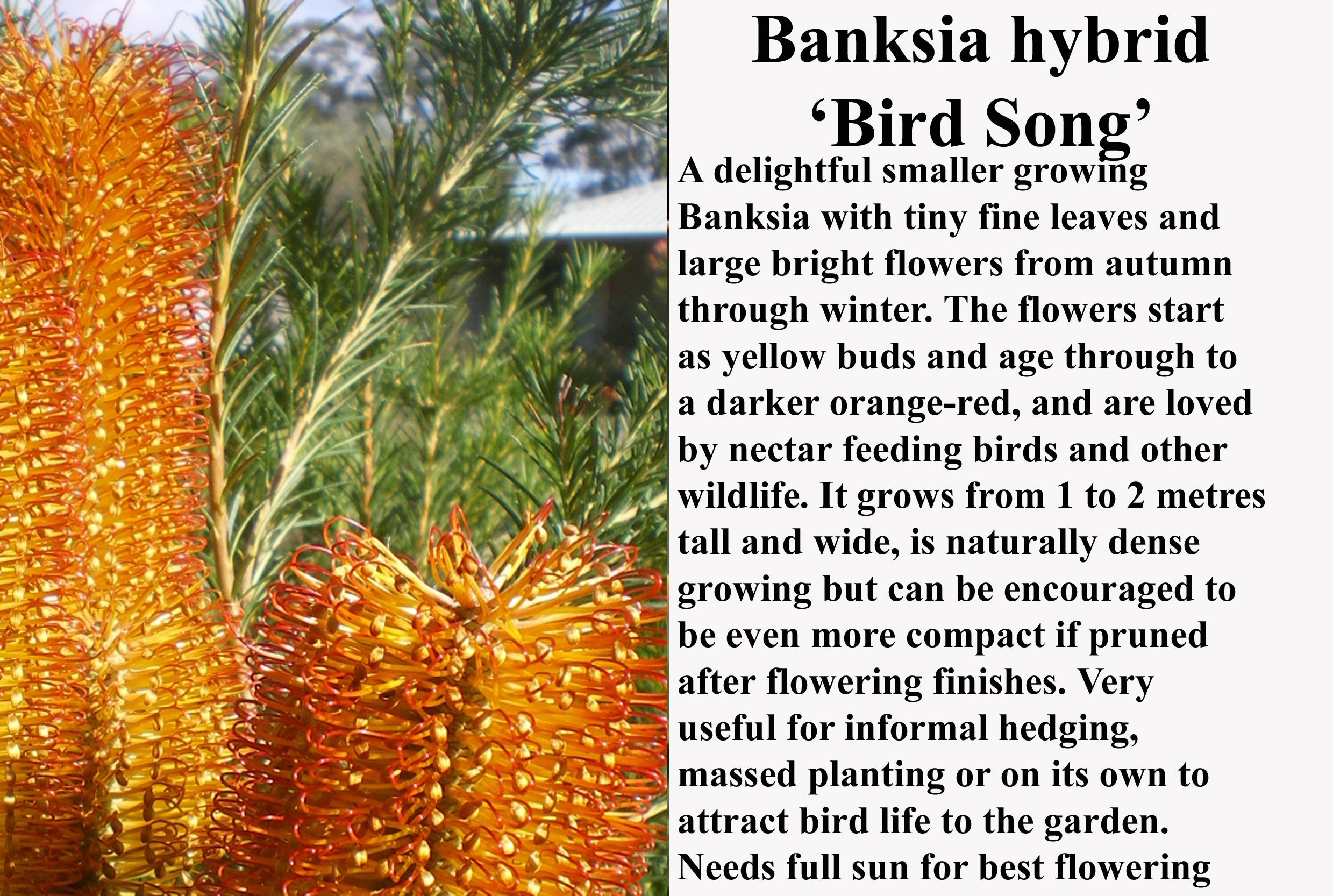 Banksia spinulosa Bird Song | SUTTON ROAD NURSERY
