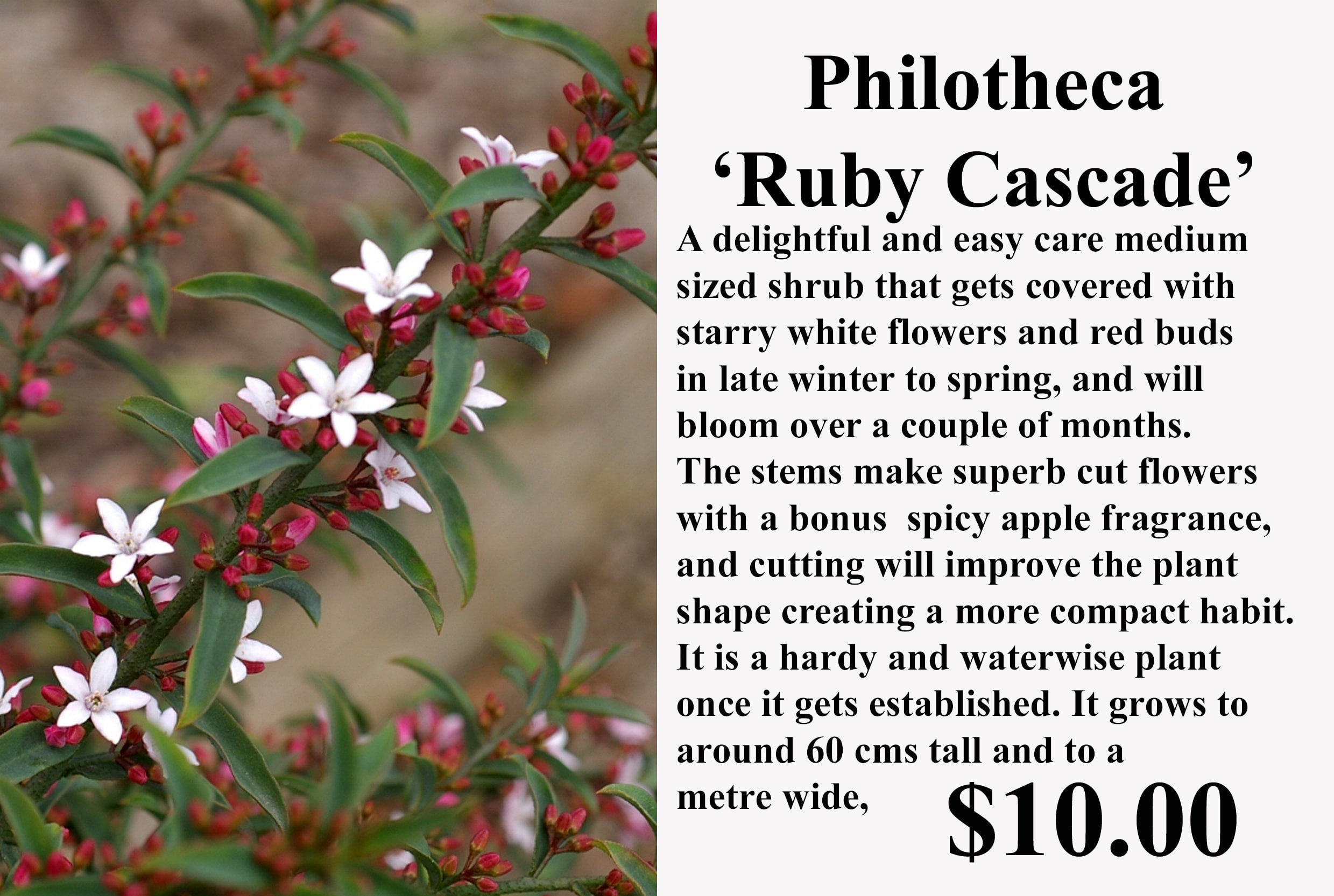 Philotheca myoporoides Ruby Cascade | SUTTON ROAD NURSERY