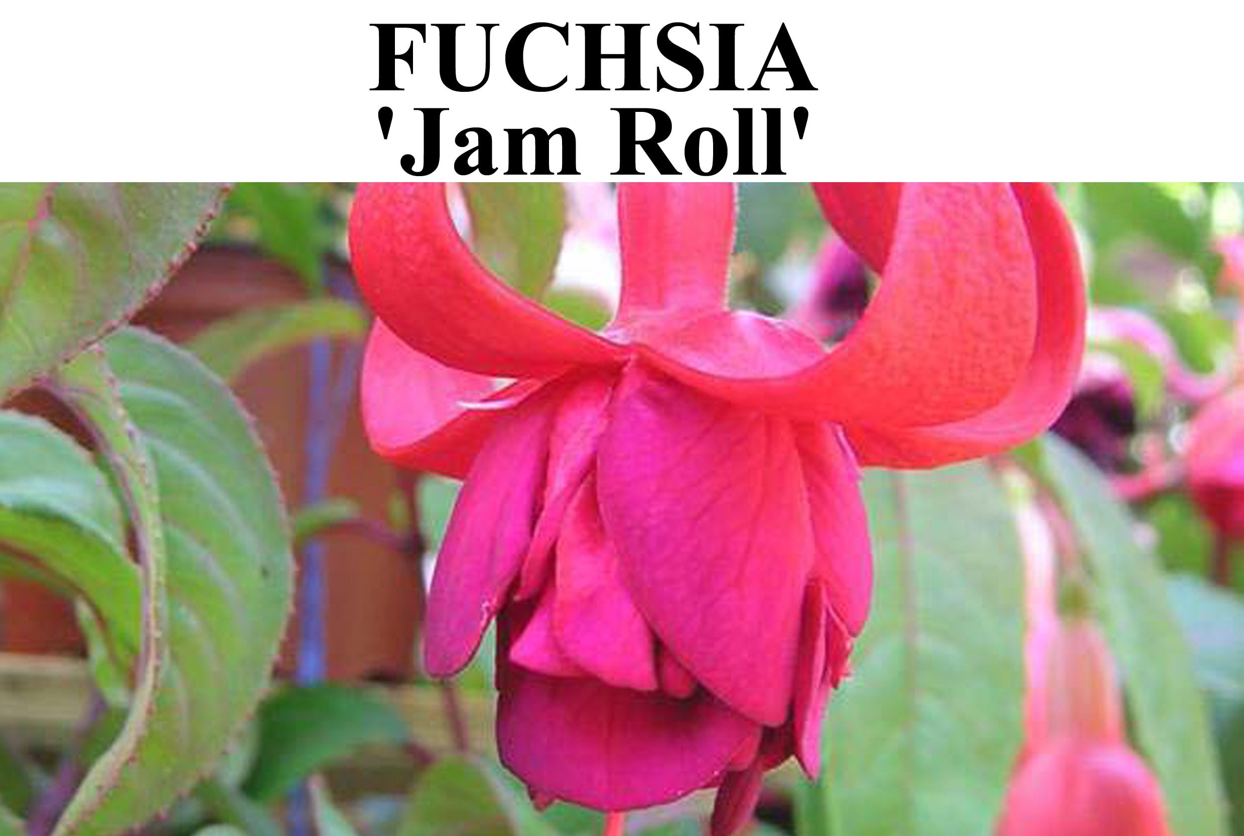 Jam Roll | SUTTON ROAD NURSERY