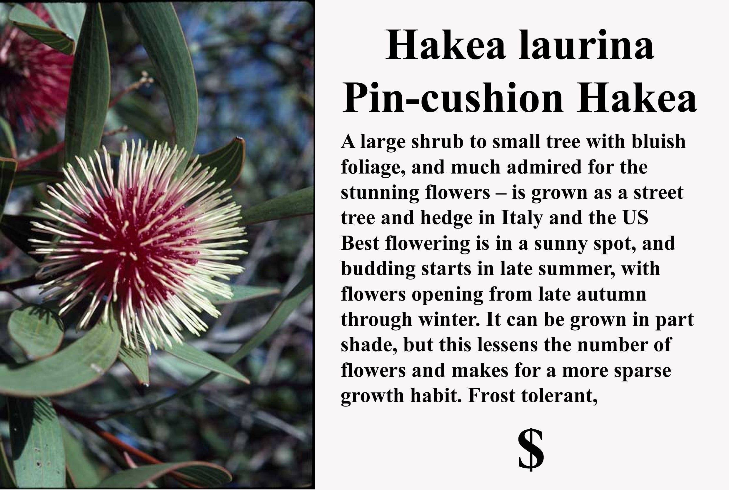 Hakea laurina Pincushion Hakea | SUTTON ROAD NURSERY