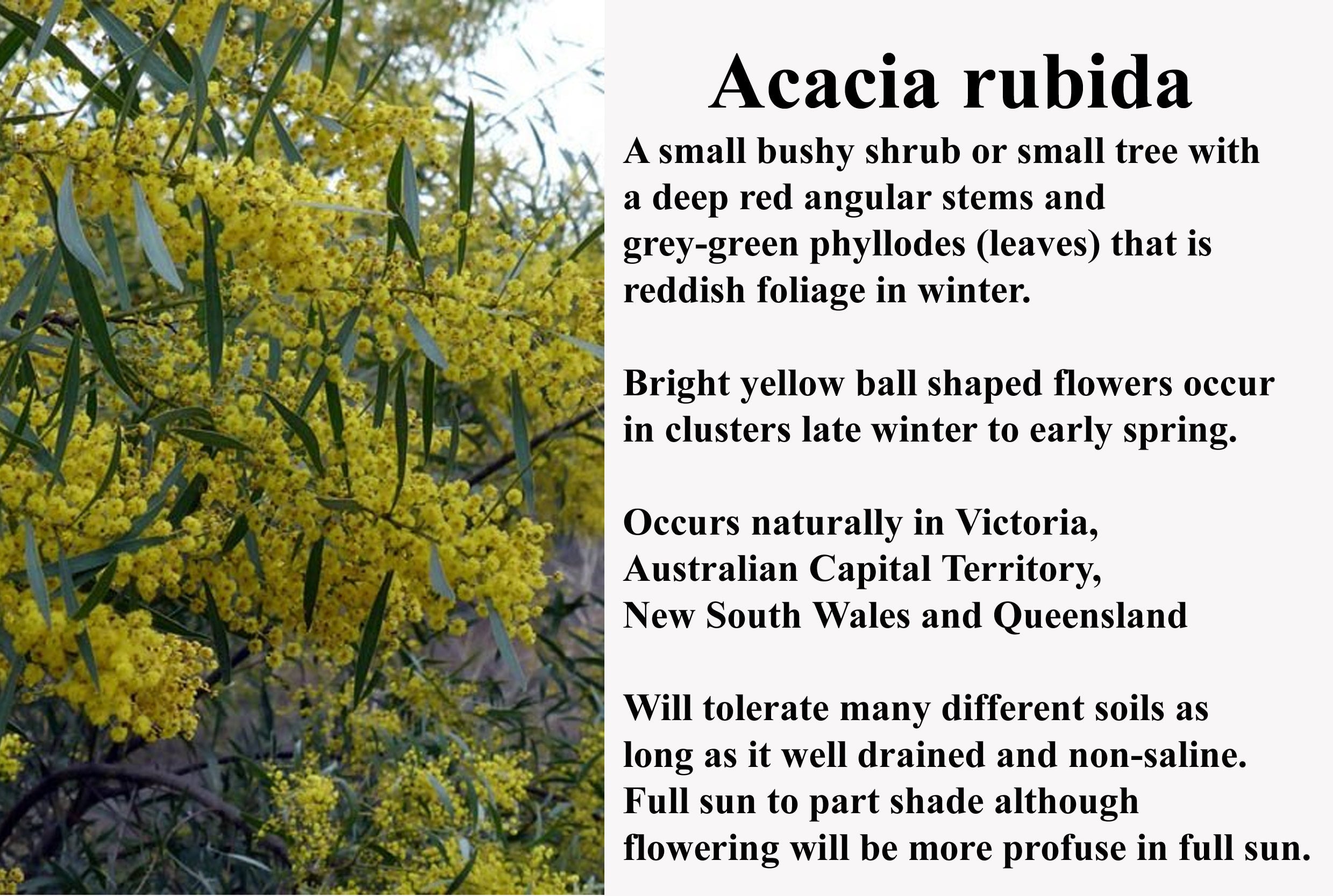 Acacia rubida red stem wattle | SUTTON ROAD NURSERY