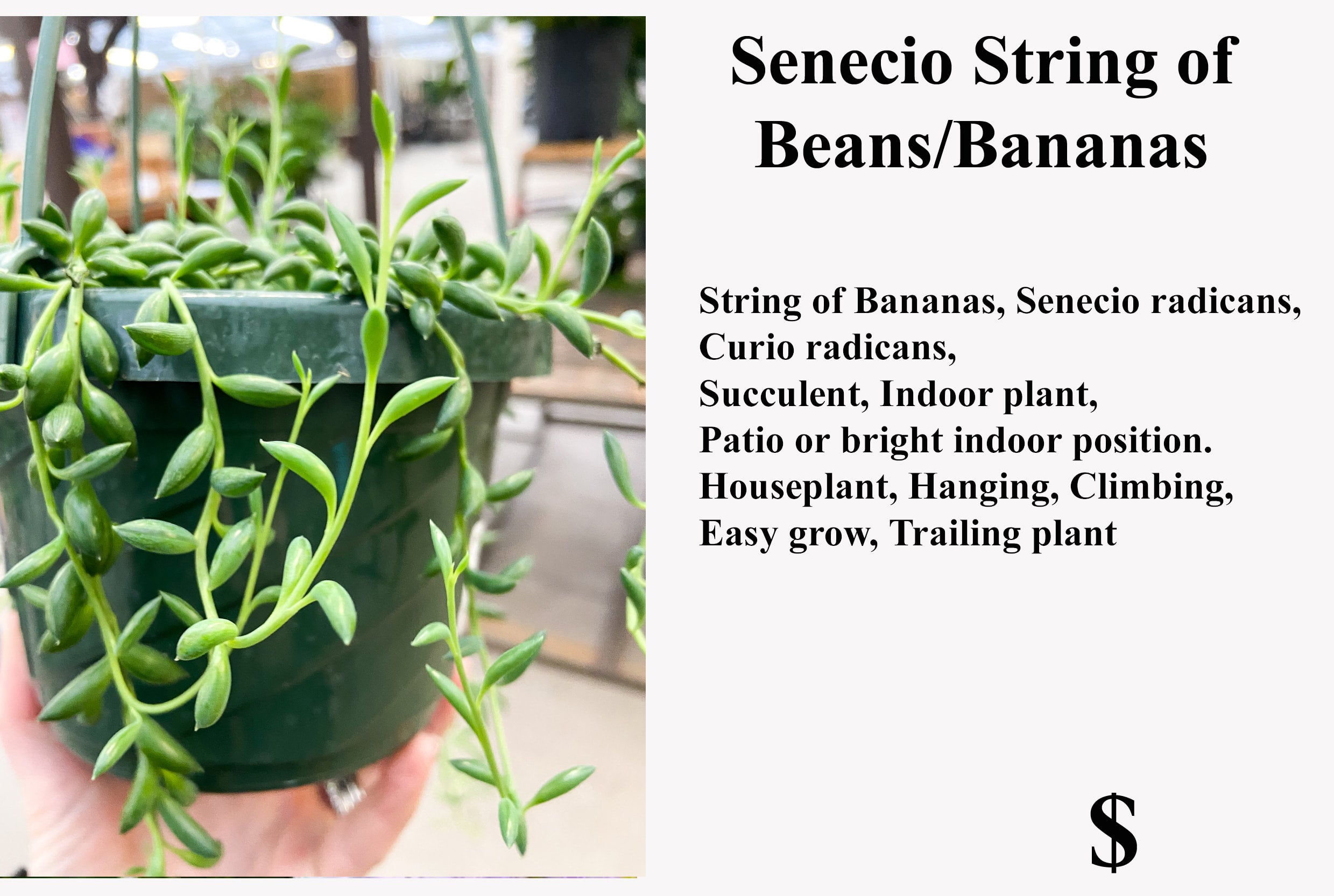 String of Bananas | SUTTON ROAD NURSERY